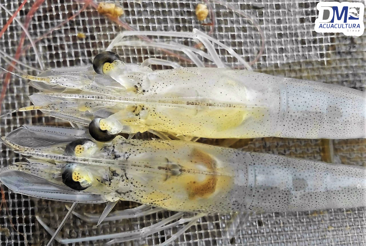 DM Acuacultura – Mallas Acuicolas Especializadas y Estanques