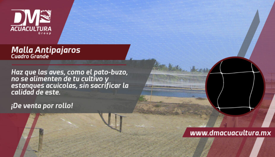 ¡Protege tu cultivo y estanque acuícola del Pato-buzo! ¡Utiliza la ...